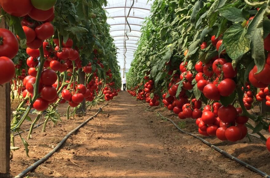 Semillas Fitó alcanza unas ventas de 100 millones, el 70% en el mercado ...